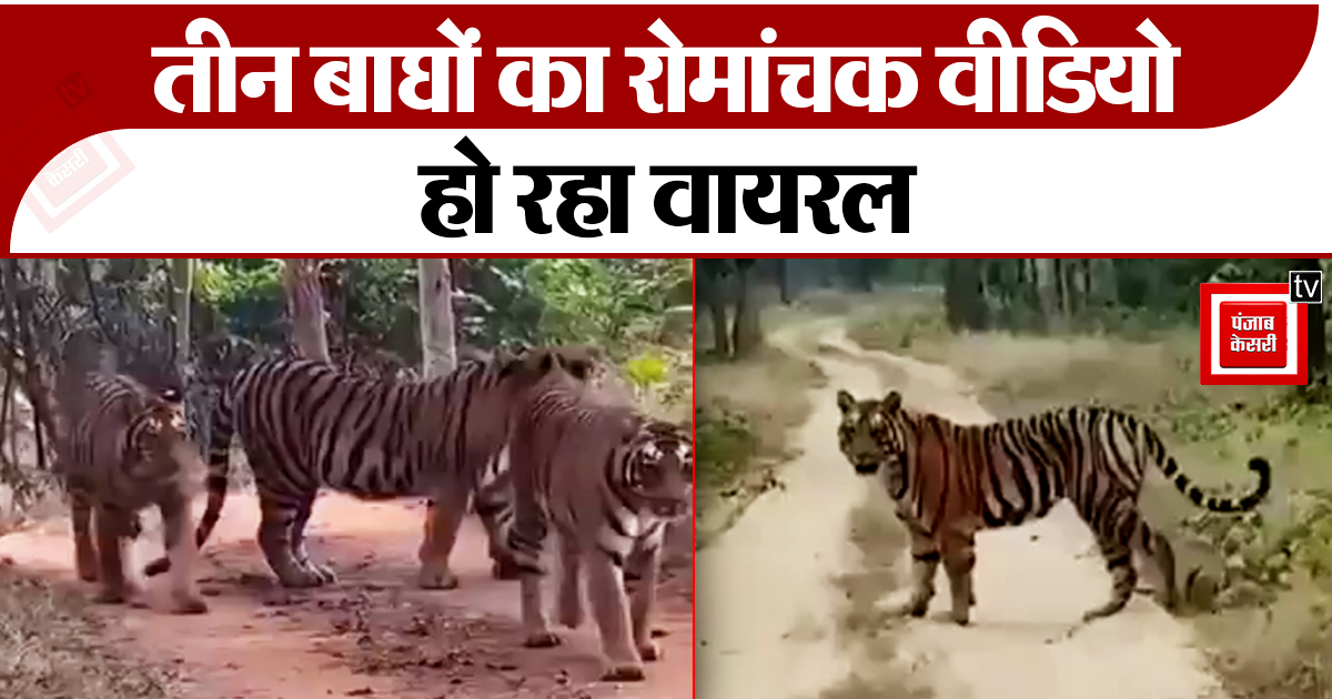 Bahraich में चहलकदमी करते और दहाड़ते तीन Tigers का रोमांचक video viral ...