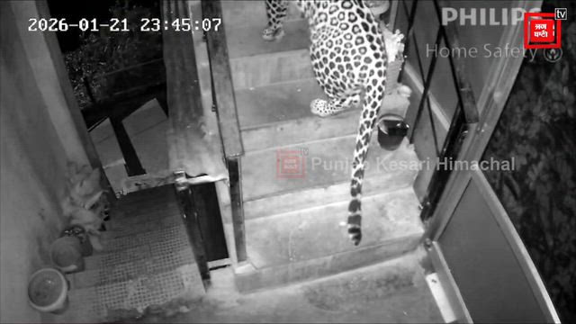 शिमला के नवबहार में रात को घर में स्पॉट हुआ तेंदुआ